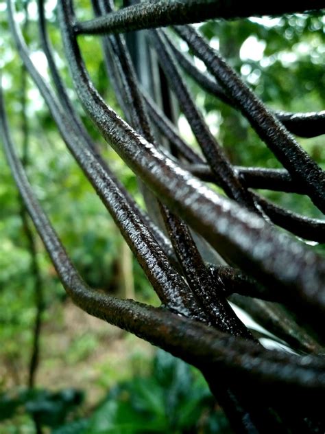 9 000 Free Wire Cable And Cable Images Pixabay