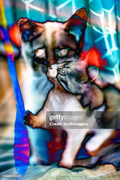 Psychedelic Cat Photos And Premium High Res Pictures Getty Images