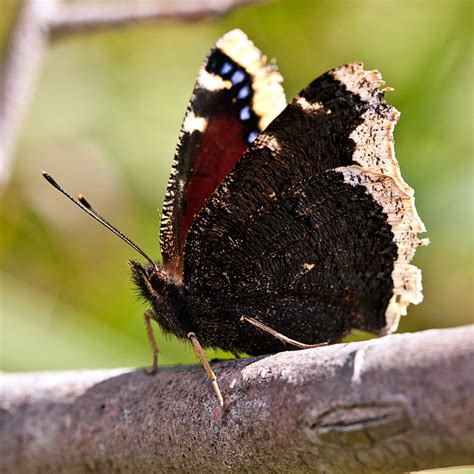 The Mourning Cloak Butterfly Trekohio