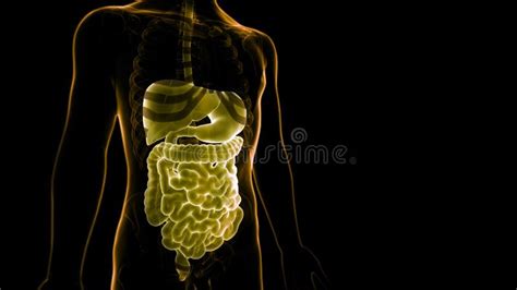 Human Internal Organs Complete Digestive System Anatomy Stock