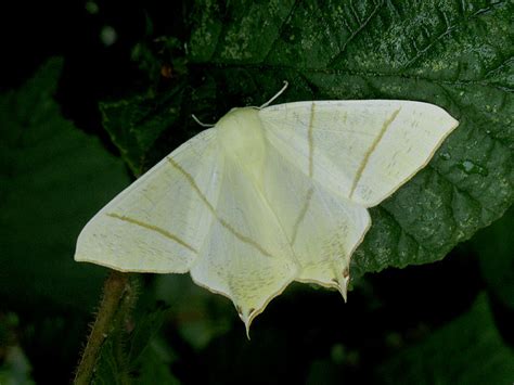 Weedons World Of Nature Swallowtail Moth