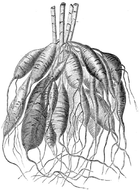 Fasciculated Root