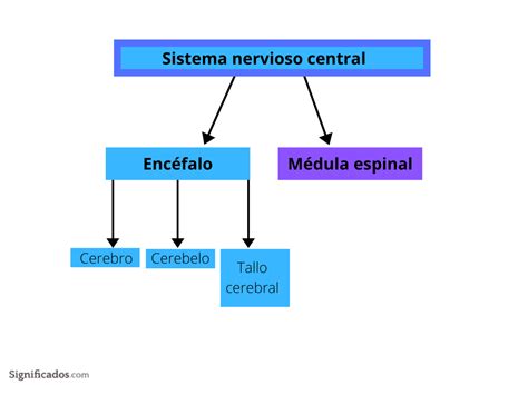 Sistema Nervioso Central Esquema