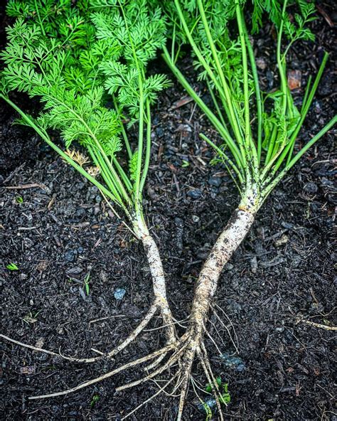Queen Annes Lace Root Daucus Carota Queen Annes Lace Minnesota