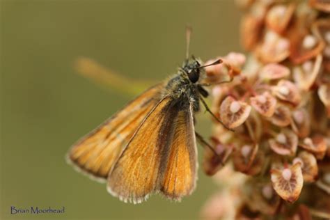 Killy Birder Aye Aye Skipper