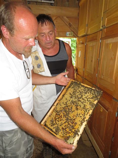 Oplojena Gospodarska čebelja Matica Kranjske čebele Apis M Carnica Linijska Vzreja