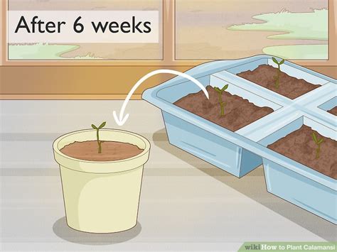 Easy Ways To Plant Calamansi 15 Steps With Pictures Wikihow