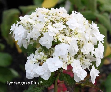 Hydrangea Macrophylla Wedding Gown Hydrangeas Plus