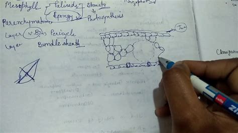 Bsc Med 2nd Sem Botany Lycopsida Class Part 6 Youtube