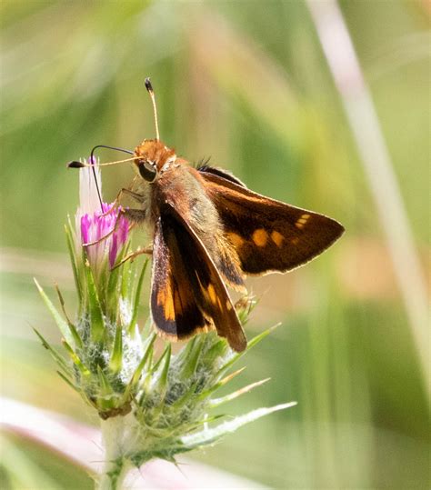 Umber Skipper Native Here Nursery