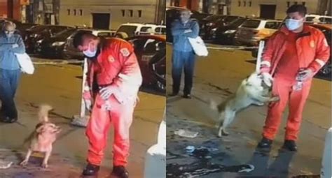 Bobby El Perro Que Esperó Dos Días A Su Amo A Las Afueras De Un Hospital