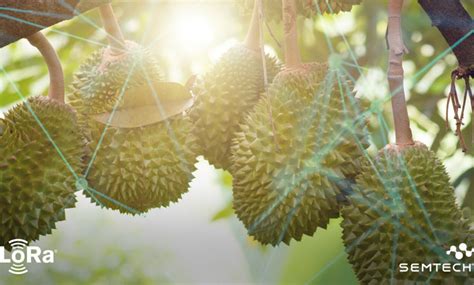 Semtechs Lora® Chip To Cloud Platform Aids Sustainable Farming Efforts In Malaysia Embedded