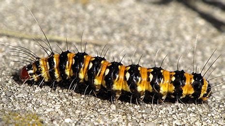 Bella Moth Caterpillar Utetheisa Ornatrix Bugguidenet