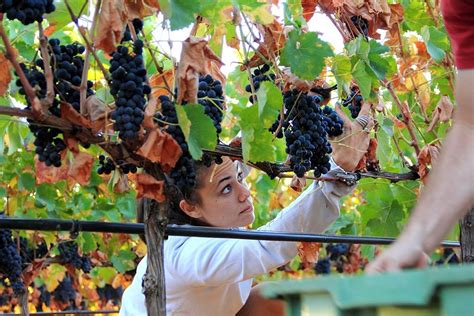 Bodegas Lunares Los Bujeos Offizielle Tourismus Webseite Von Andalusien