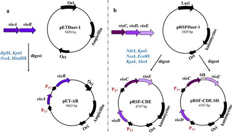 Schematic Presentation Of Plasmid Construction A The Fragments