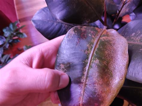 Rubber Tree Has Splotchy Leaves R Plantclinic