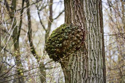 What Are Burls On Trees Worth At George Tarenorerer Blog