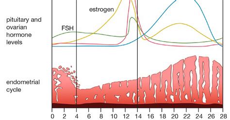 Menstrual Cycle Menstrual Cycle