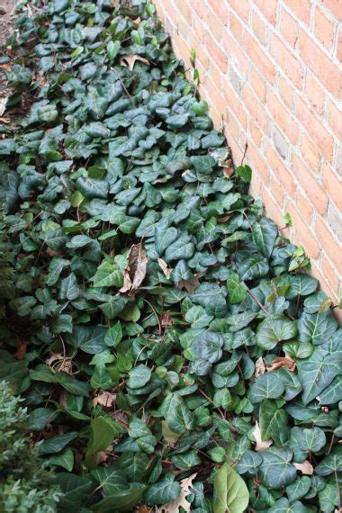 Different Types Of Ivy Plants With Pictures