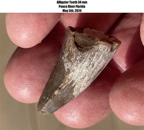 Peace River 05 05 2024 Fossil Hunting Trips The Fossil Forum