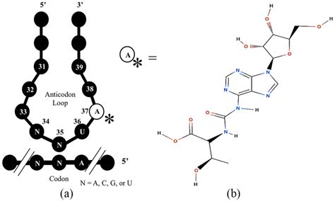 Trna Modification At Adenine Position 37 Of The Trna Anticodon Loop Download Scientific