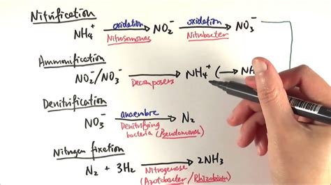 Nitrification Equation