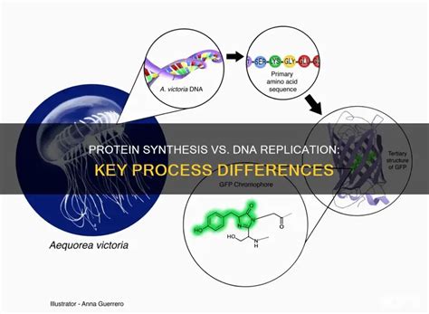 Protein Synthesis Vs Dna Replication Key Process Differences Medshun