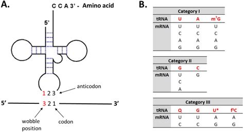 Start Codon Definition
