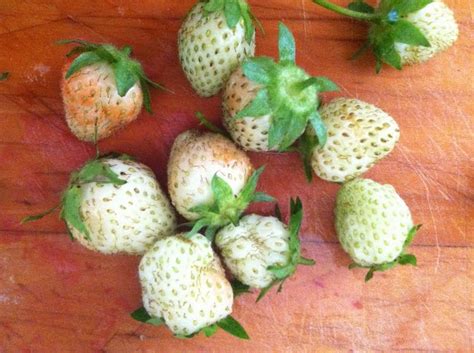 Tagan S Kitchen Strawberry Jams The Best I Ve Ever Had
