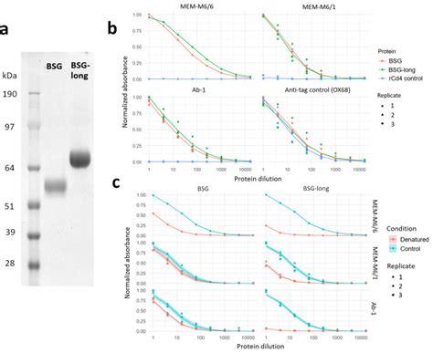 No Evidence For Basigincd147 As A Direct Sars Cov 2 Spike Binding