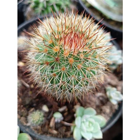 Jual Kaktus Mammillaria Import Orange Kecil Sedang Shopee Indonesia