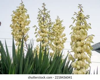 Palma Dama Con Flores Blancas Nombres De Plantas De Interior Y