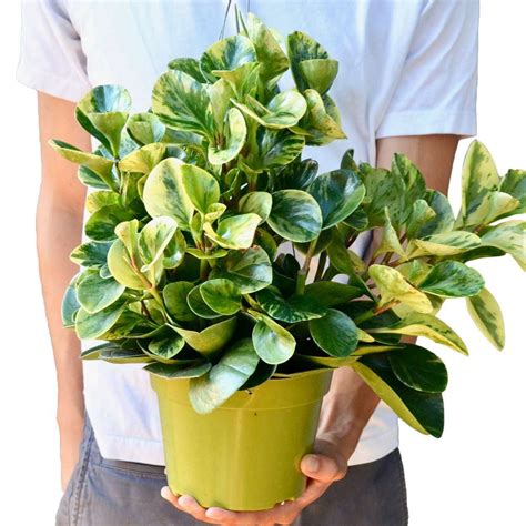 Peperomia Marble Live Plant For Indoor Different Houseplants In 4 And 6 Pot Real House