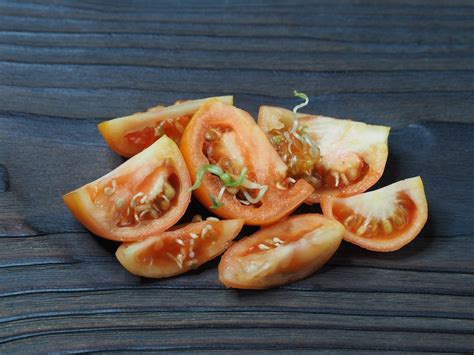 Tomatoes Sprouting Inside Are They Still Safe To Eat Myhomebook