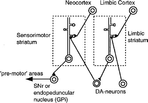 Anatomical Circuits That Link The Striatum With Midbrain Dopamine