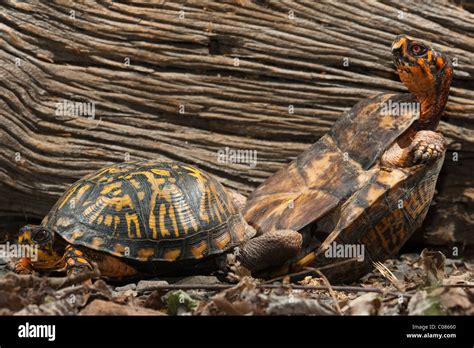 Female Eastern Box Turtle