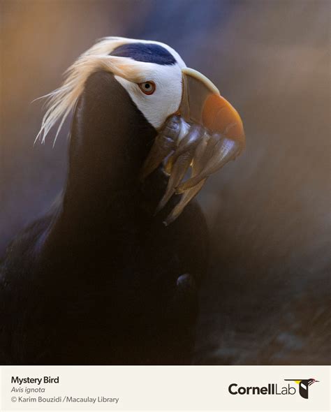 Bird Quiz Here Is A Bird Cornell Lab Of Ornithology Facebook