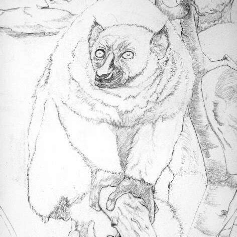 5 A Reconstruction Of Pachylemur By Artist Joel Borgerson Used By Download Scientific Diagram
