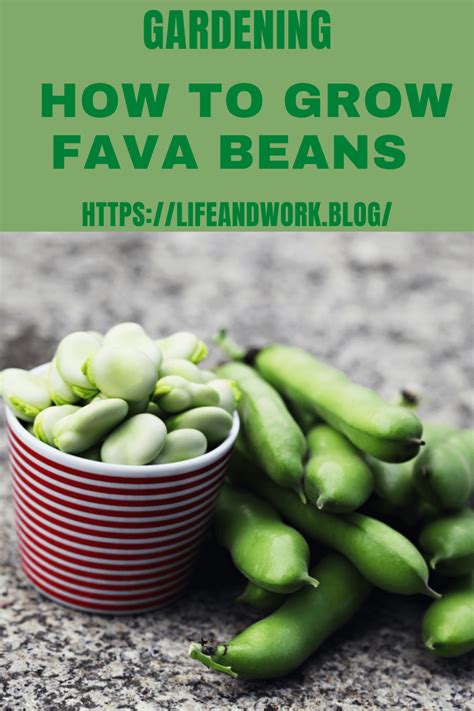 Fava Beans Stunning Growing Guide For Best Results