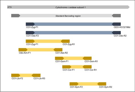Location Of Primers And Amplicons On The Cytochrome C Oxidase Subunit 1