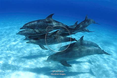A Pod Of Atlantic Spotted Dolphins Stenella Plagiodon In The Bahamas