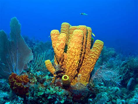 Phylum Porifera Wikipedia Porifera Animaux Hjegk