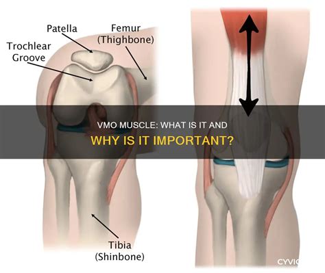 Vmo Muscle What Is It And Why Is It Important Cyvigor