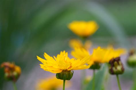 Coreopsis Grandiflora Early Sunrise Tickseed The Old Dairy