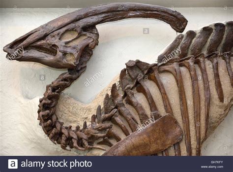 Parasaurolophus Fossil