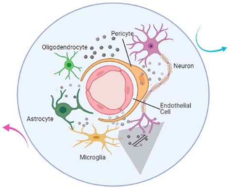 Microglia Neuron