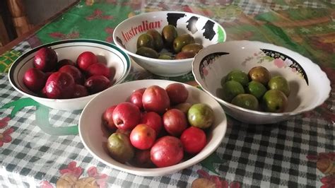 Conociendo Las Clases De Jocotes Youtube