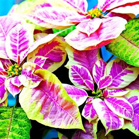 Different Colors Of Poinsettias