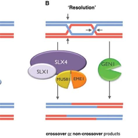 Cell Cycle Stage Specific Formation Of The Slx1 Slx4 Mus81 Eme1