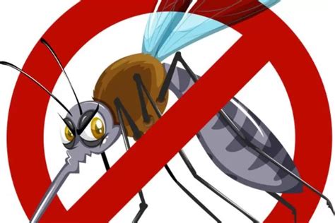 Mengenal Penyakit Malaria Ini Penyebab Gejala Dan Cara Mengobatinya Akurat Banten